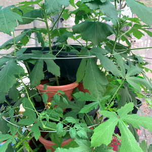 Kitchen Garden Set-Up- Vertigrove-hydro