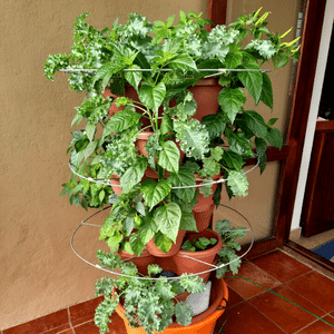 Kitchen Garden Set-Up- Vertigrove-hydro