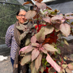 Kitchen Garden Set-Up- Vertigrove-hydro