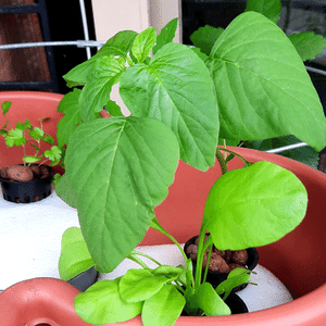 Kitchen Garden Set-Up- Vertigrove-hydro